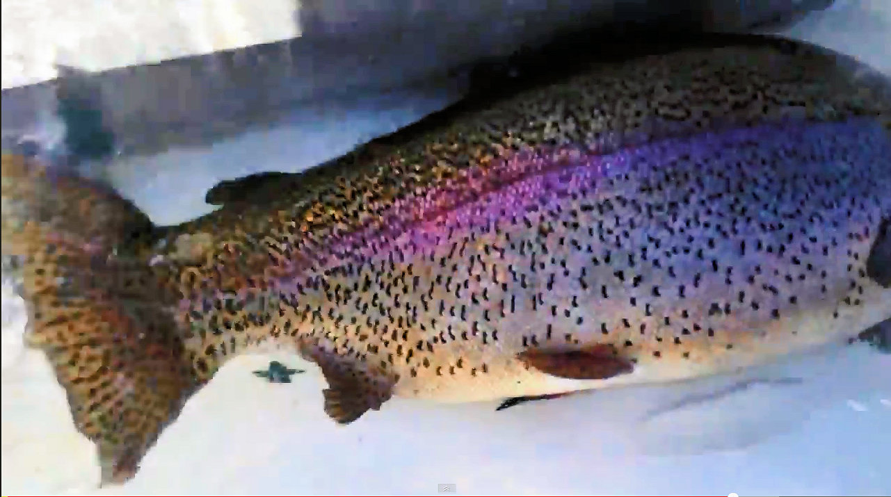 11/26/14 SUPER Stocking of Suuuperrr Trooout & THOUSANDS of pink meat ...