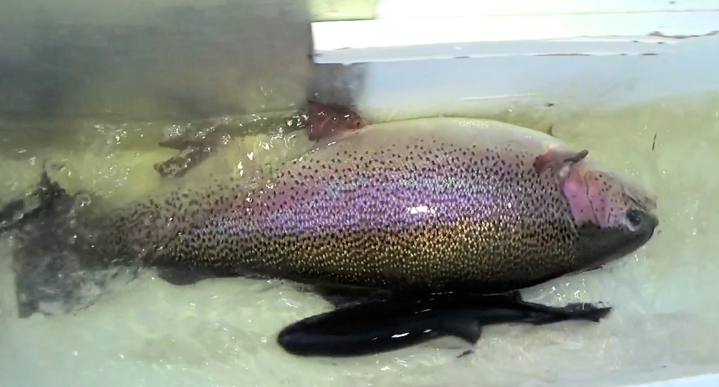 1/15/15 Stocking Thousands of Tasty Pink Meat Sierra Bows & Super Trout ...