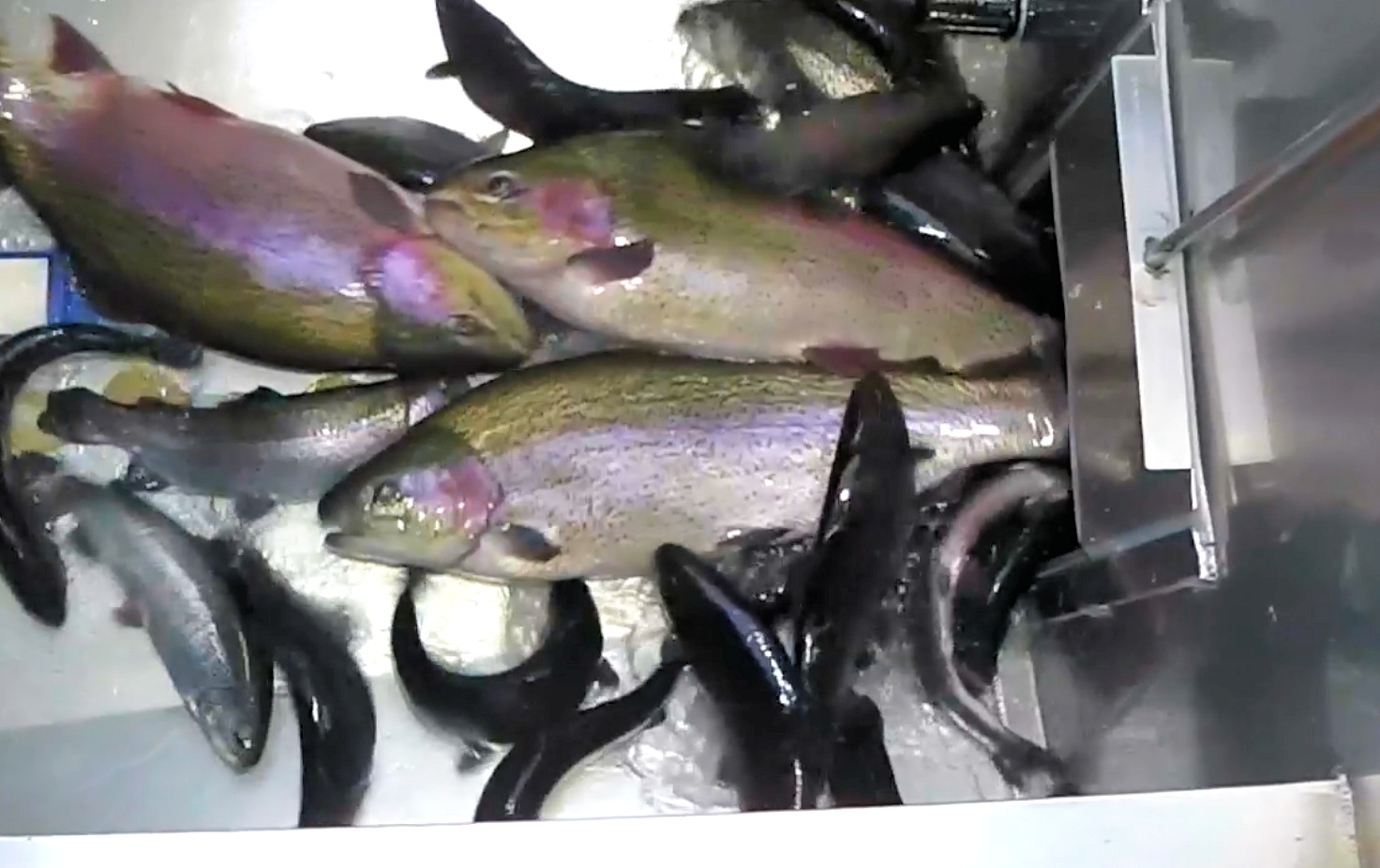 3/5/15 STOCKING SUUUPERR TROOUT & TASTY PINK MEAT SIERRA BOW TROUT ...