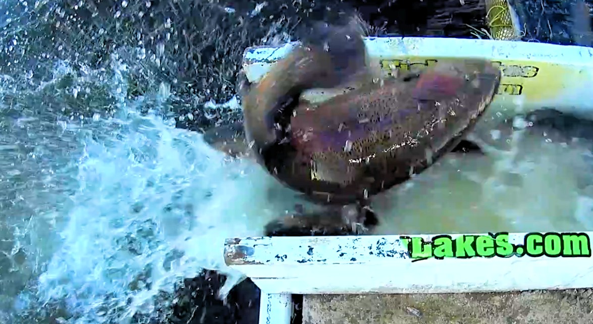 12/31/15 STOCKING 20 POUND CLASS SUPER TROUT & PINK MEAT SIERRA BOW ...