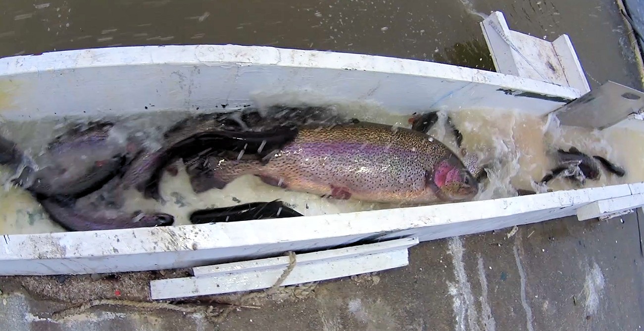 1/14/15 HUGE STOCKING OF “PINK” MEAT SIERRA BOWS & BIG TROUT AT SANTA ...